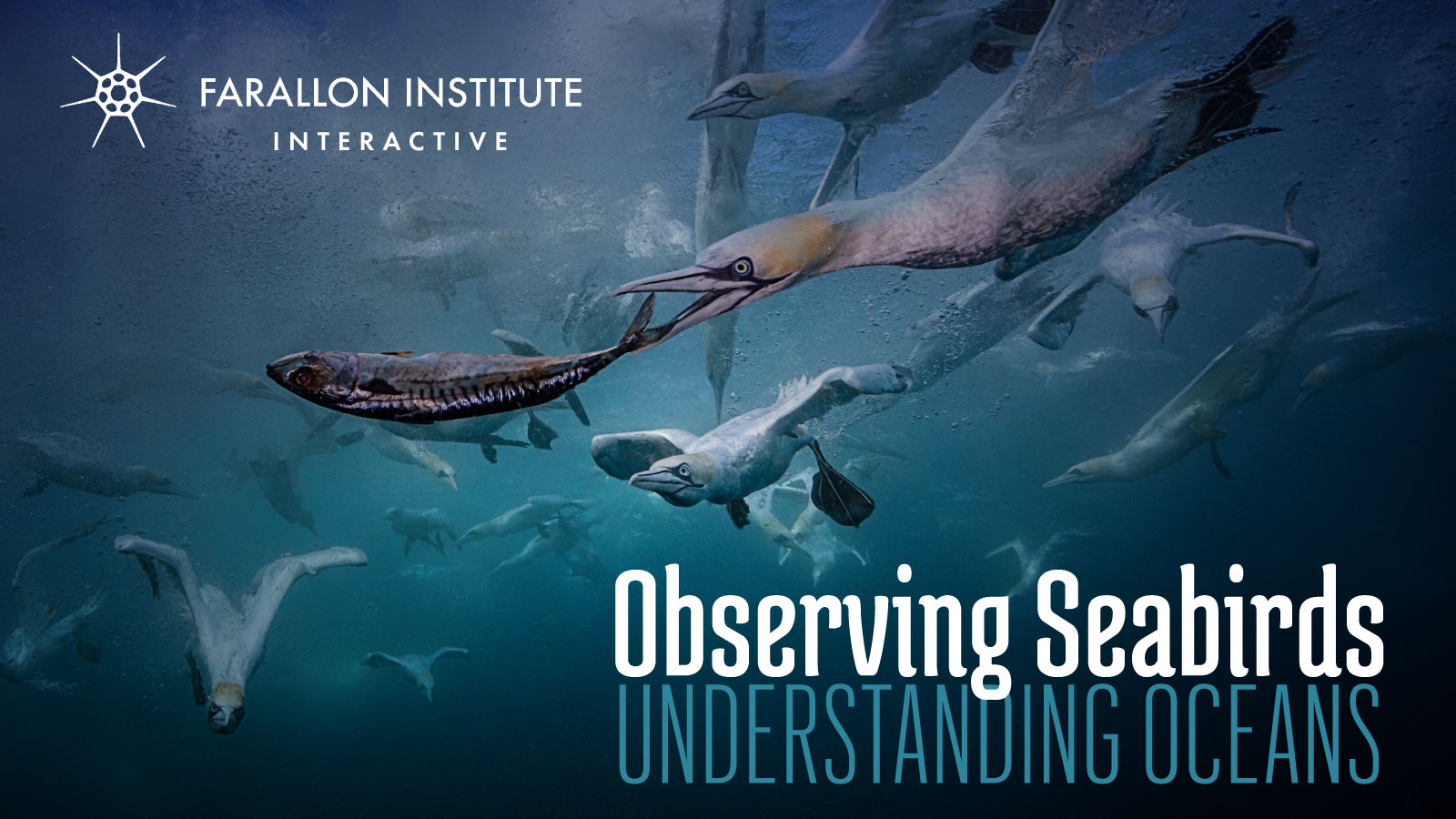 Observing Seabirds: Understanding Oceans | Farallon Institute